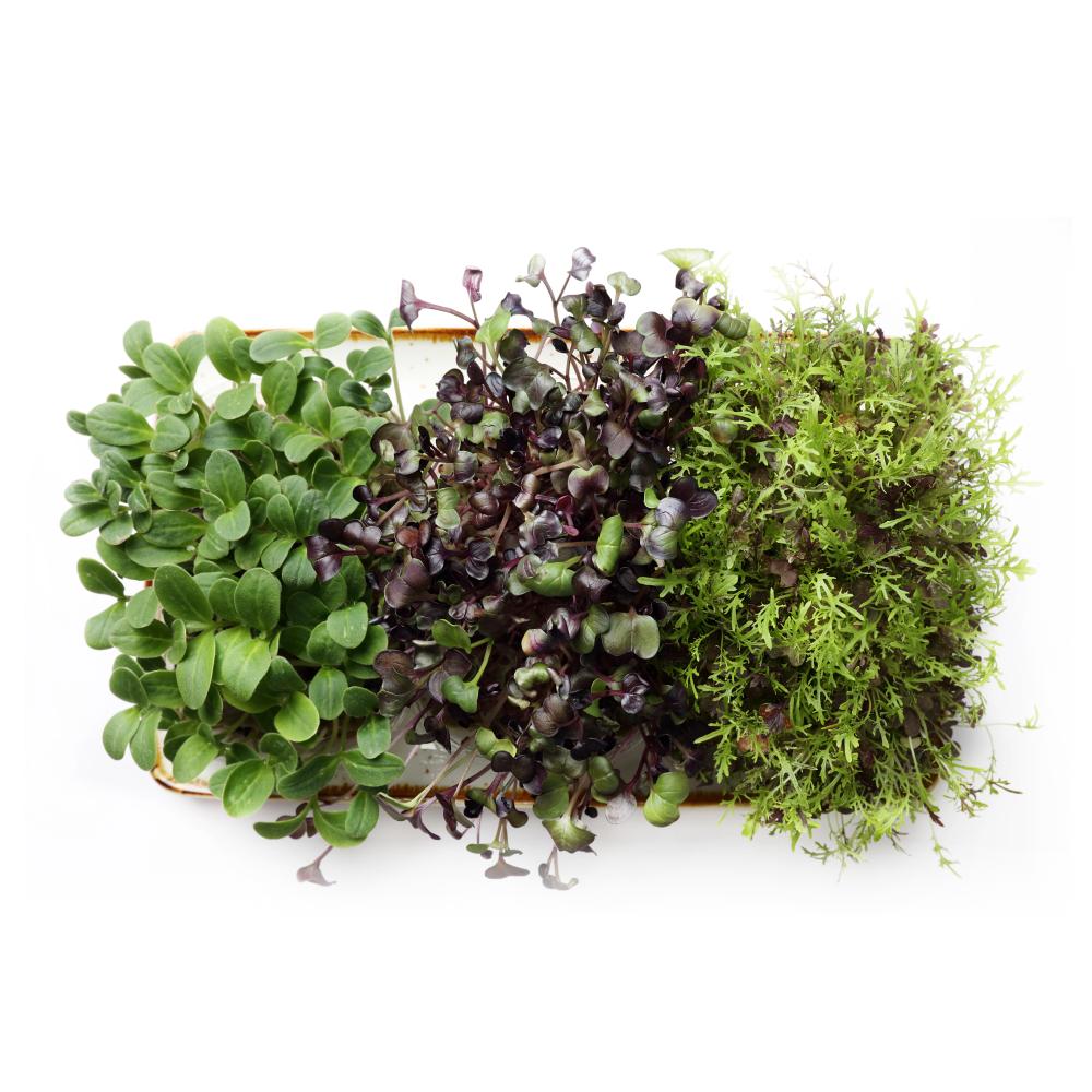 Colecții – Microgreens