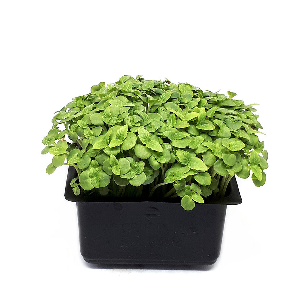 Busuioc asiatic (Perilla verde) – Microgreens