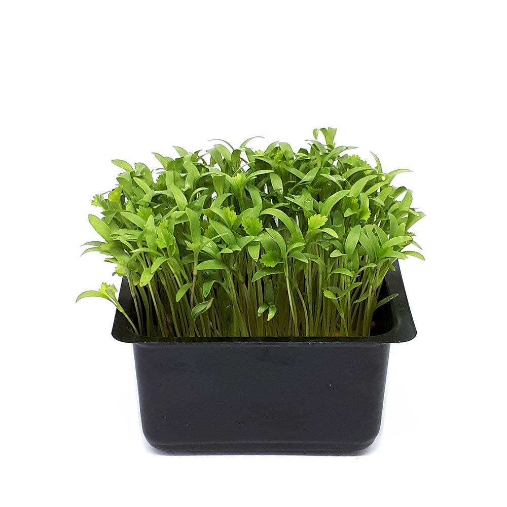 Coriandru – Microgreens