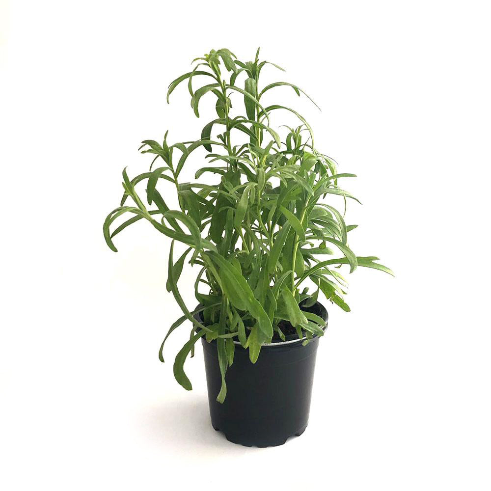 Tarhon la ghiveci – Microgreens